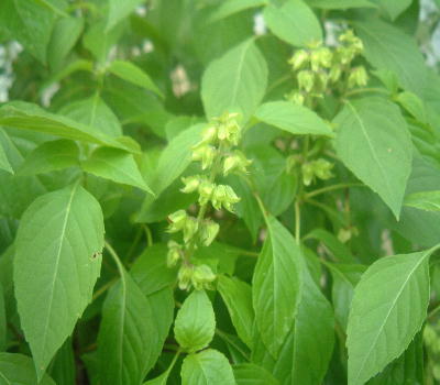Oxalis corniculata / Common Yellow Woodsorrel